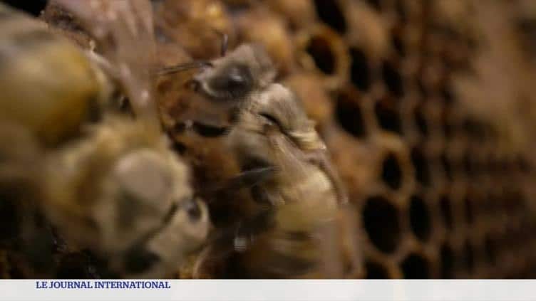 France : les abeilles en danger
