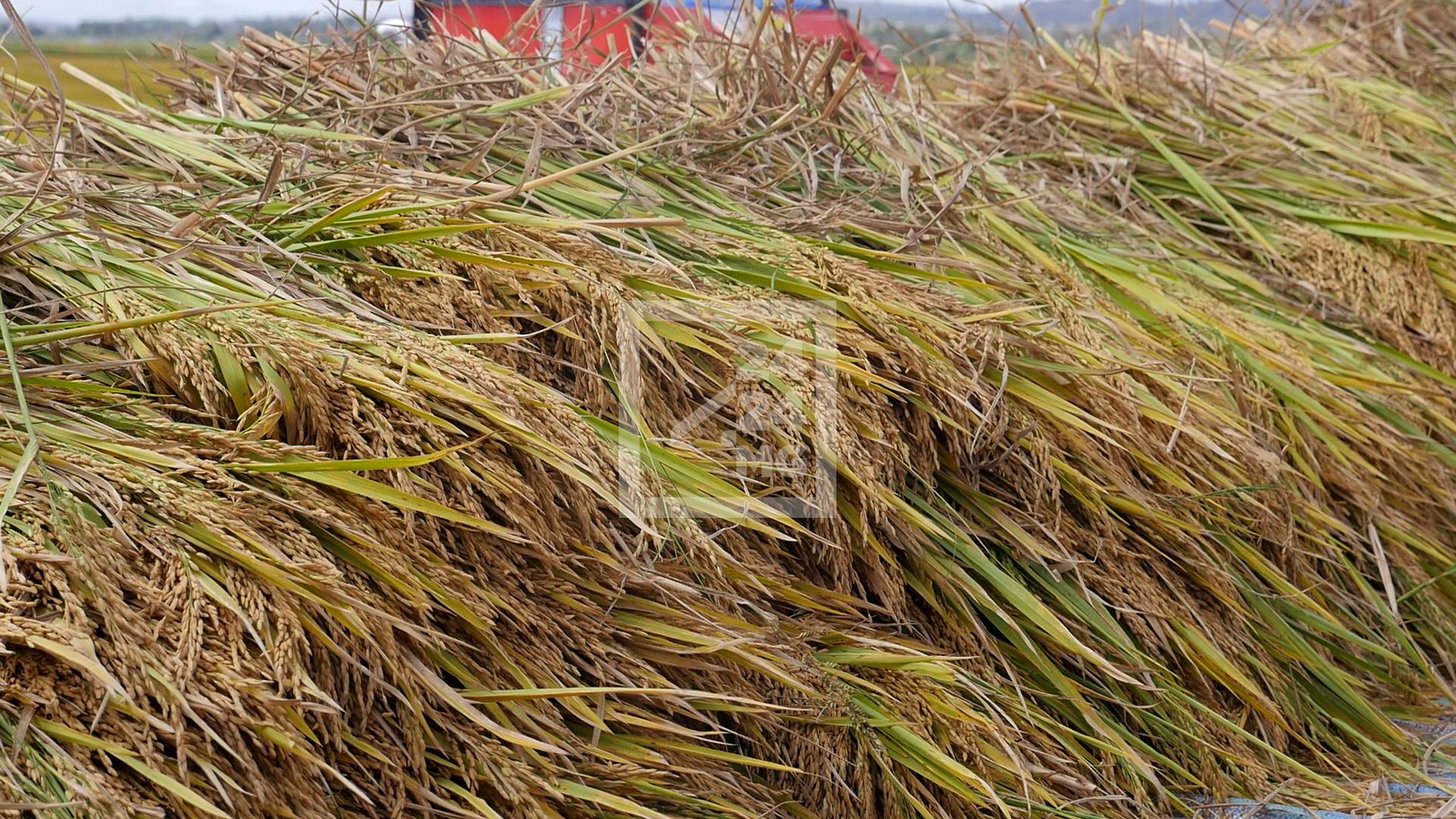 CONSOMMATION – Le prix du paddy atteint déjà à 1 800 ariary dans l’Alaotra